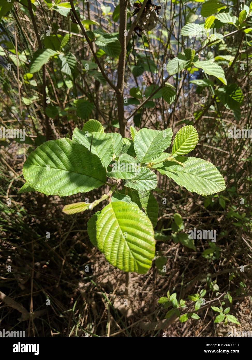smooth alder (Alnus serrulata) Plantae Stock Photo - Alamy