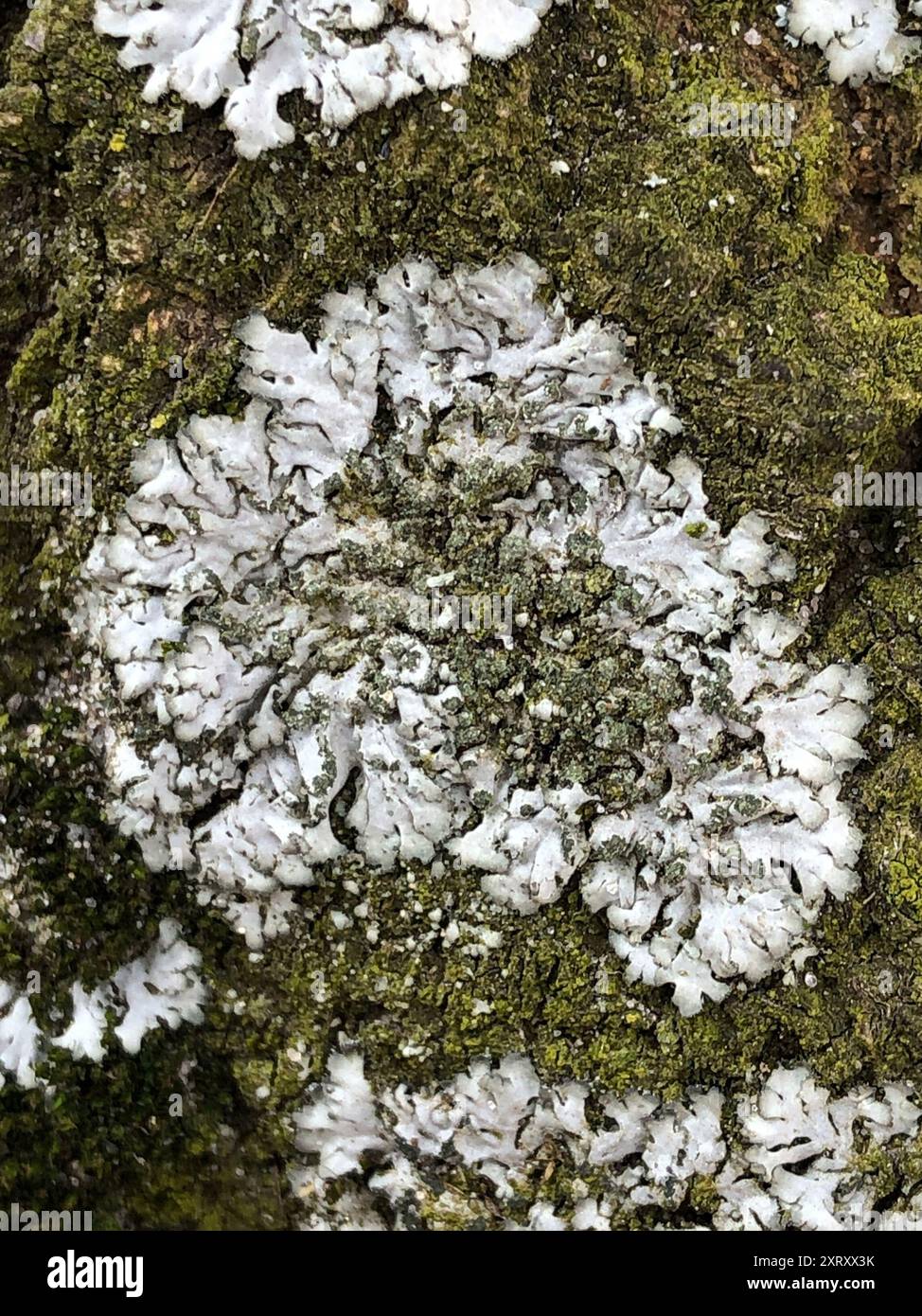 shield lichens (Parmelia) Fungi Stock Photo - Alamy