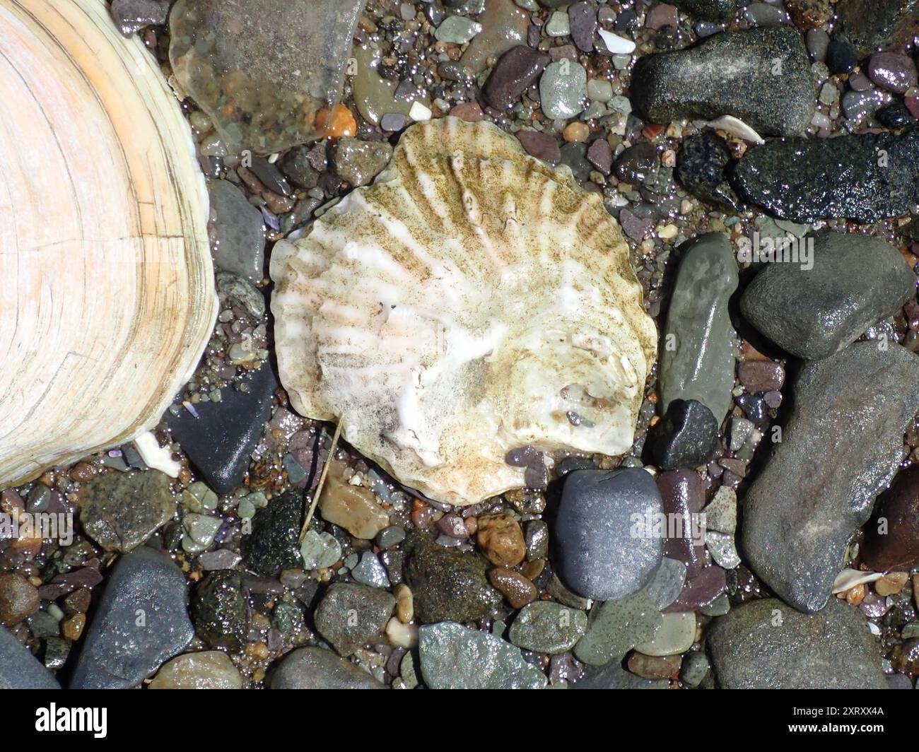 European Flat Oyster (Ostrea edulis) Mollusca Stock Photo - Alamy