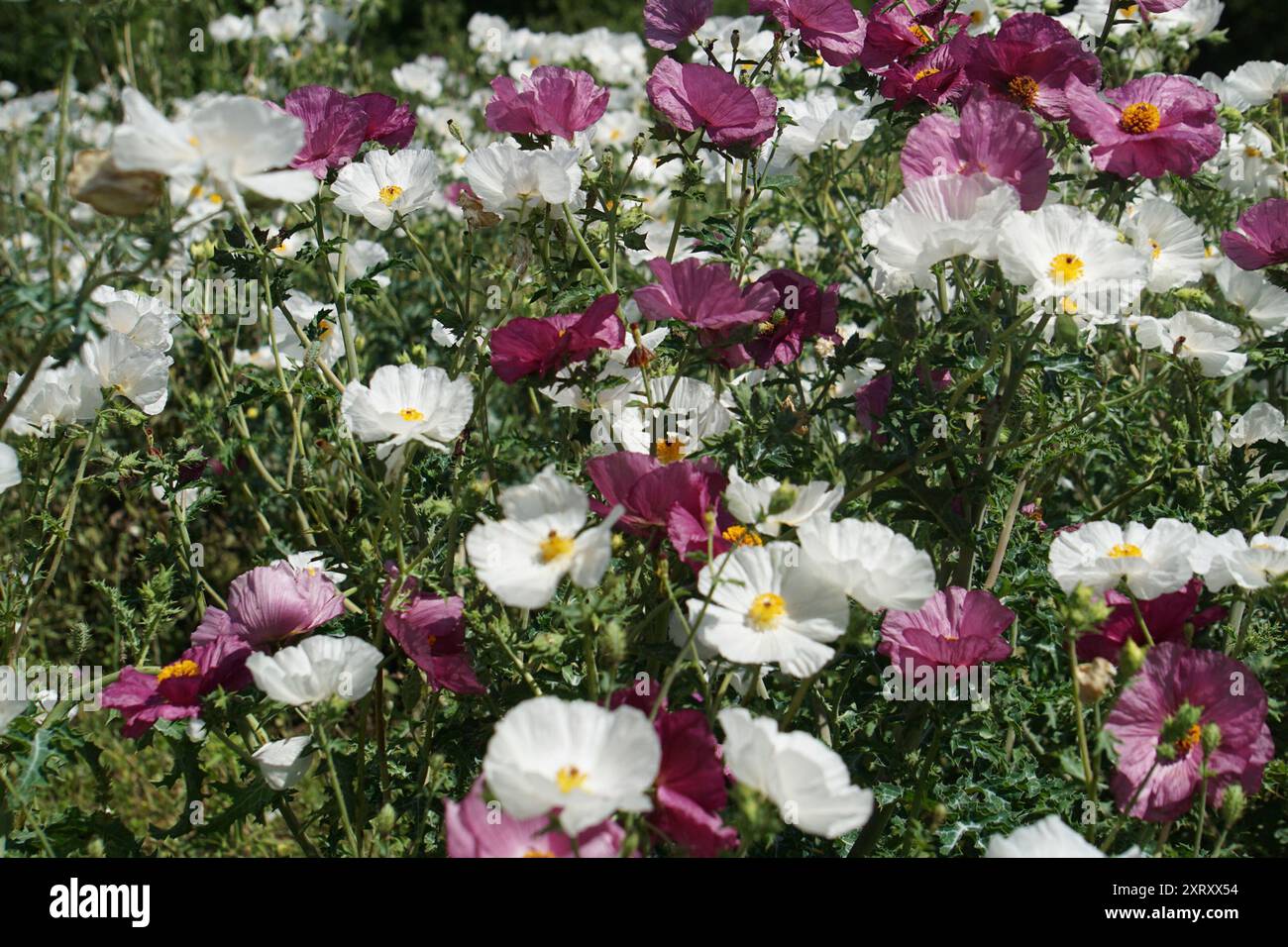 Red Pricklypoppy (Argemone sanguinea) Plantae Stock Photo - Alamy