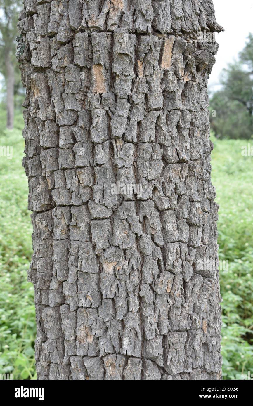 Common White Quebracho (Aspidosperma quebracho-blanco) Plantae Stock ...