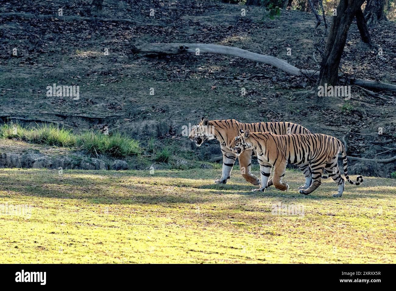 Tigers in dense jungle hi-res stock photography and images - Alamy