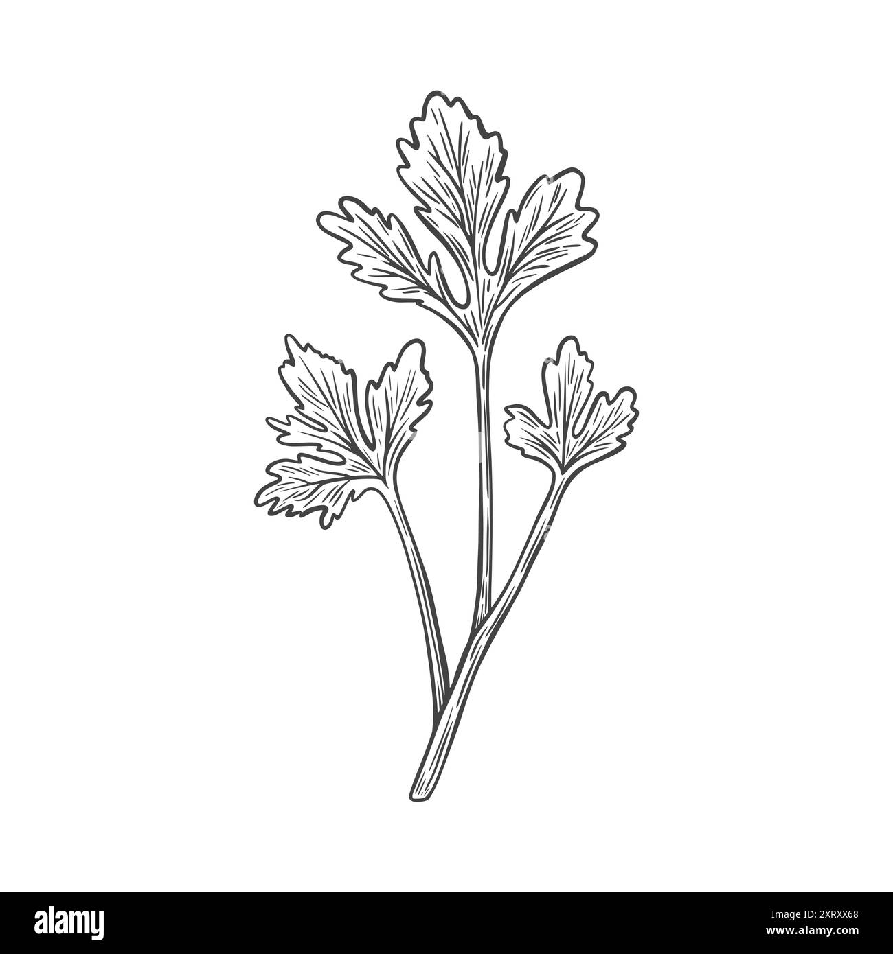 Sketch drawing of Cilantro, Coriander in retro style Stock Vector Image ...