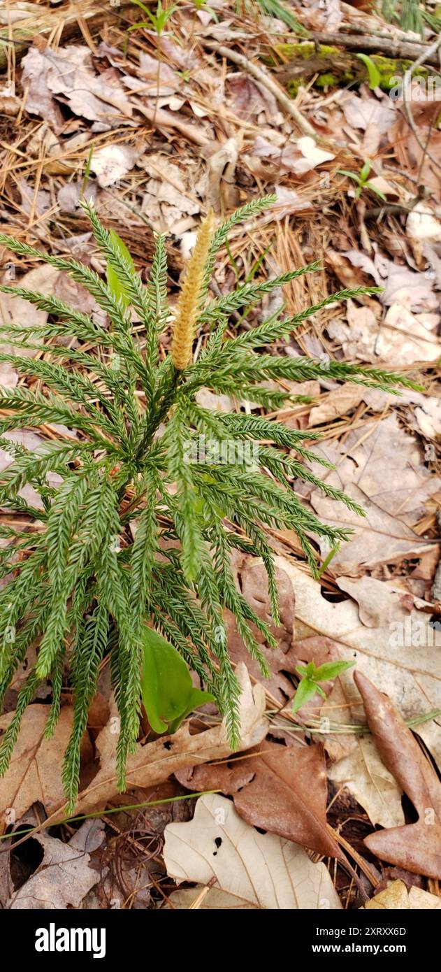 flat-branched tree-clubmoss (Dendrolycopodium obscurum) Plantae Stock ...