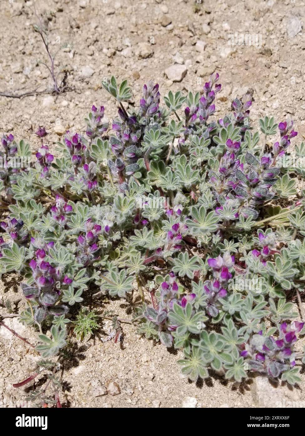 bajada lupine (Lupinus concinnus) Plantae Stock Photo - Alamy