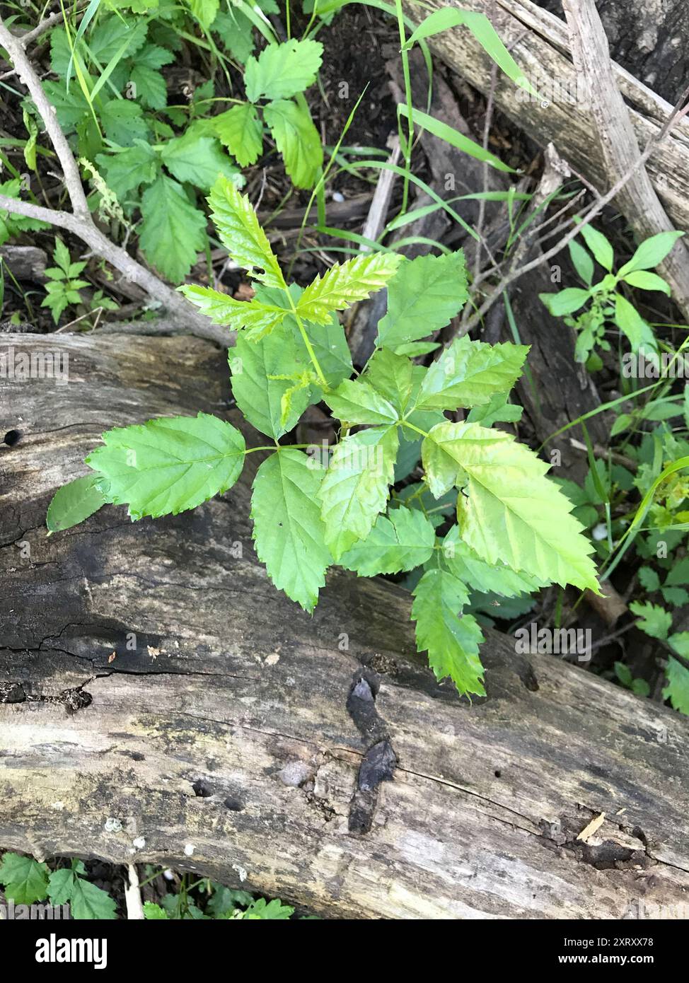 southern dewberry (Rubus trivialis) Plantae Stock Photo - Alamy