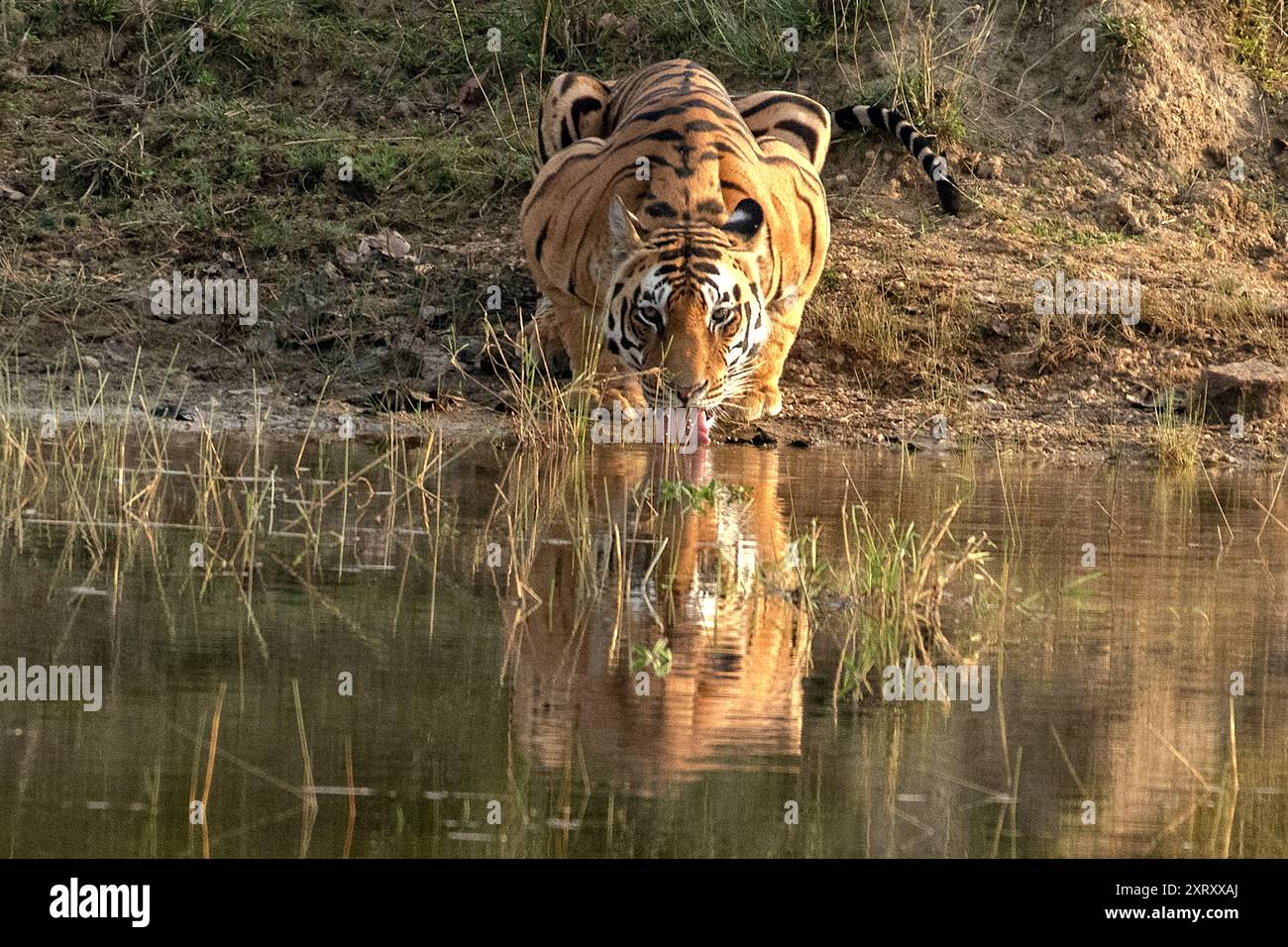Bengal Tiger In Deep The Best Places To See Tigers In India | Royal