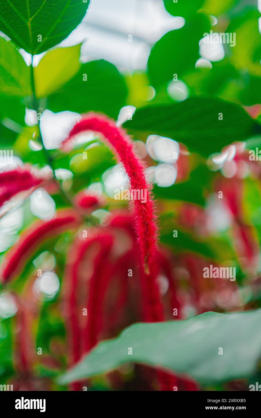 Red Chenille Plant Acalypha Hispida Stock Photo - Alamy