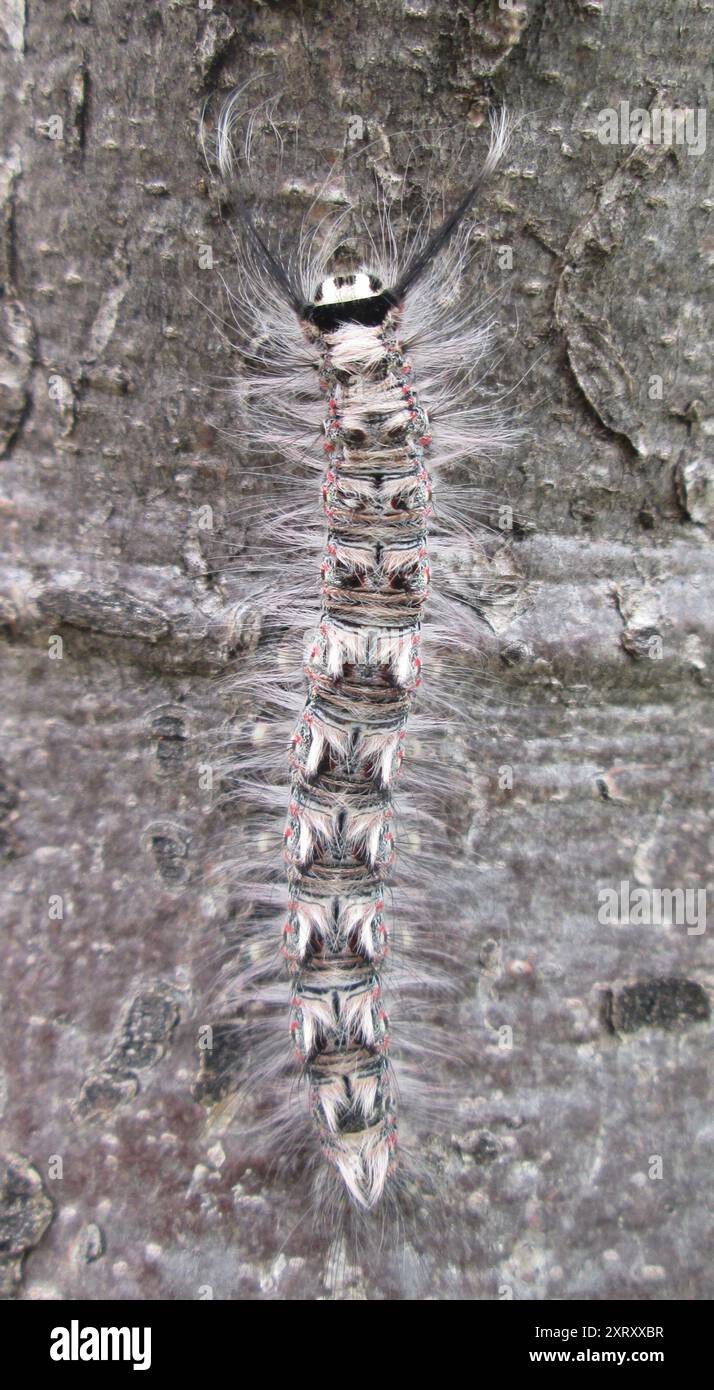 (Eucraera salammbo) Insecta Stock Photo - Alamy