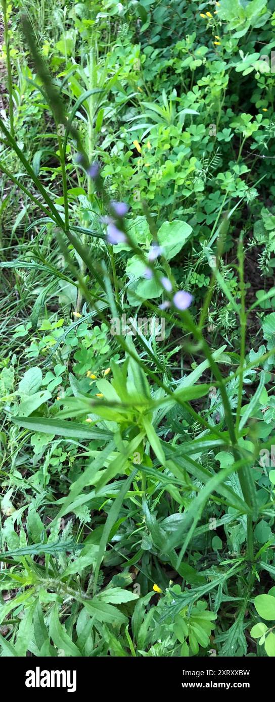 Verbena halei texas vervain hi-res stock photography and images - Alamy