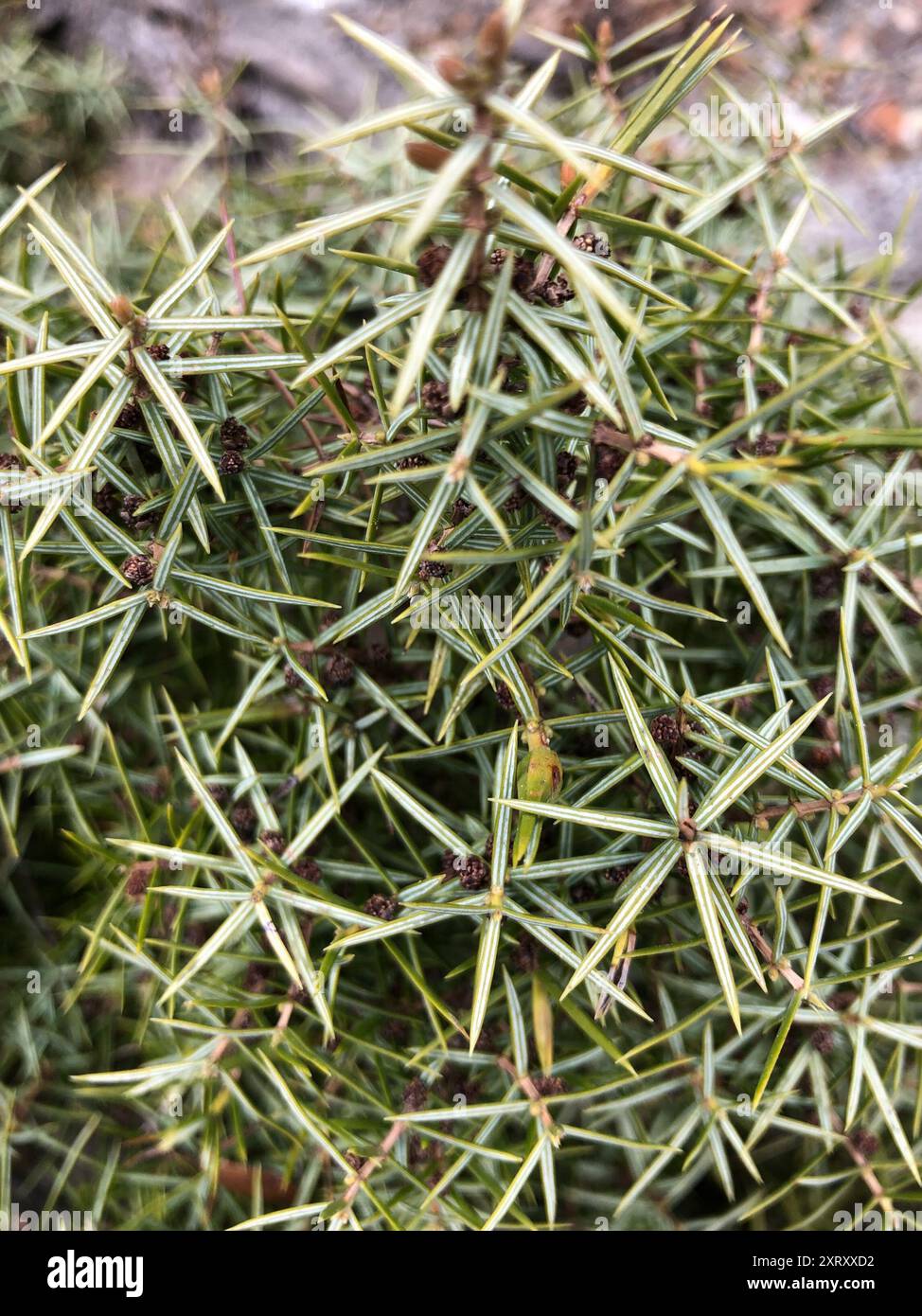 western prickly juniper (Juniperus oxycedrus) Plantae Stock Photo - Alamy