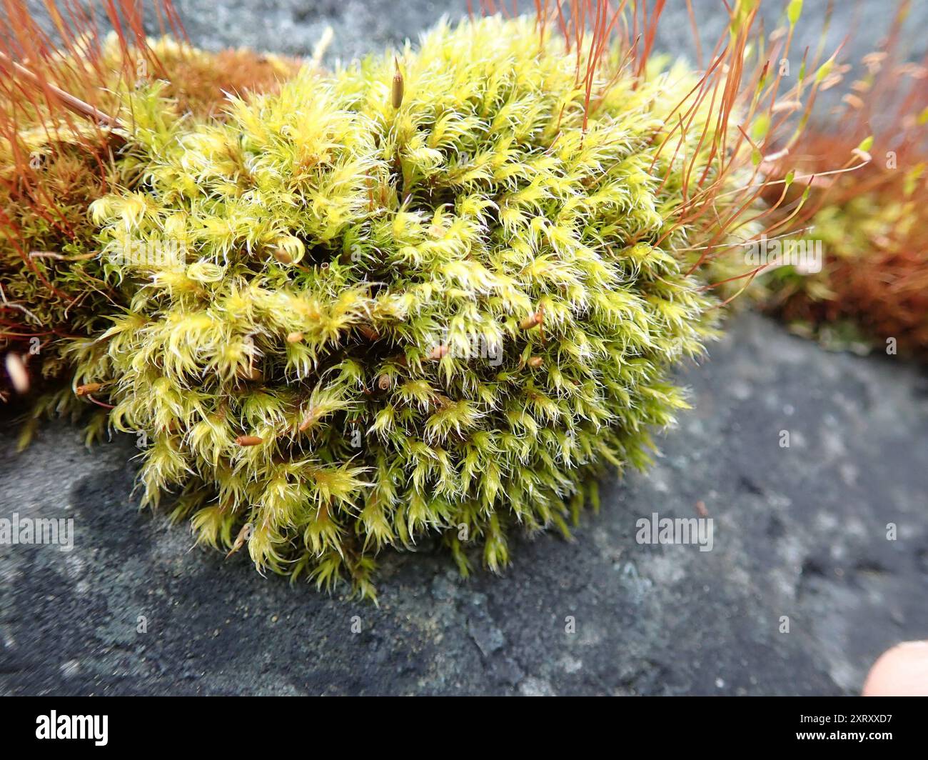 Yellow-green Rock Moss (Racomitrium heterostichum) Plantae Stock Photo ...