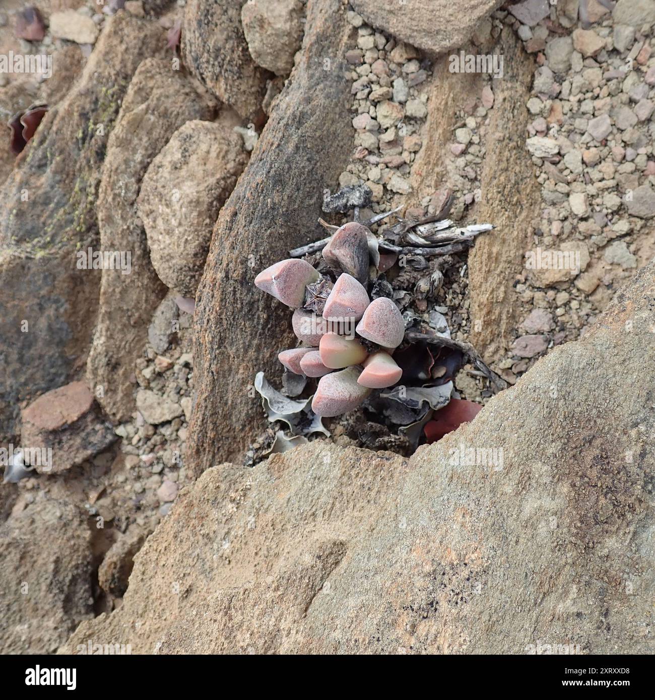 (Cerochlamys pachyphylla) Plantae Stock Photo - Alamy