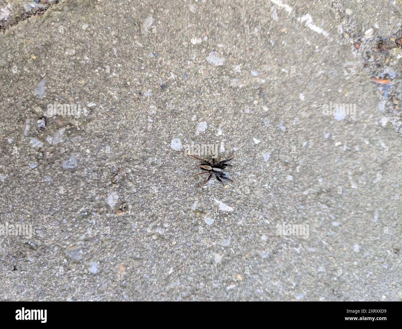 Fox Spiders (Alopecosa) Arachnida Stock Photo - Alamy