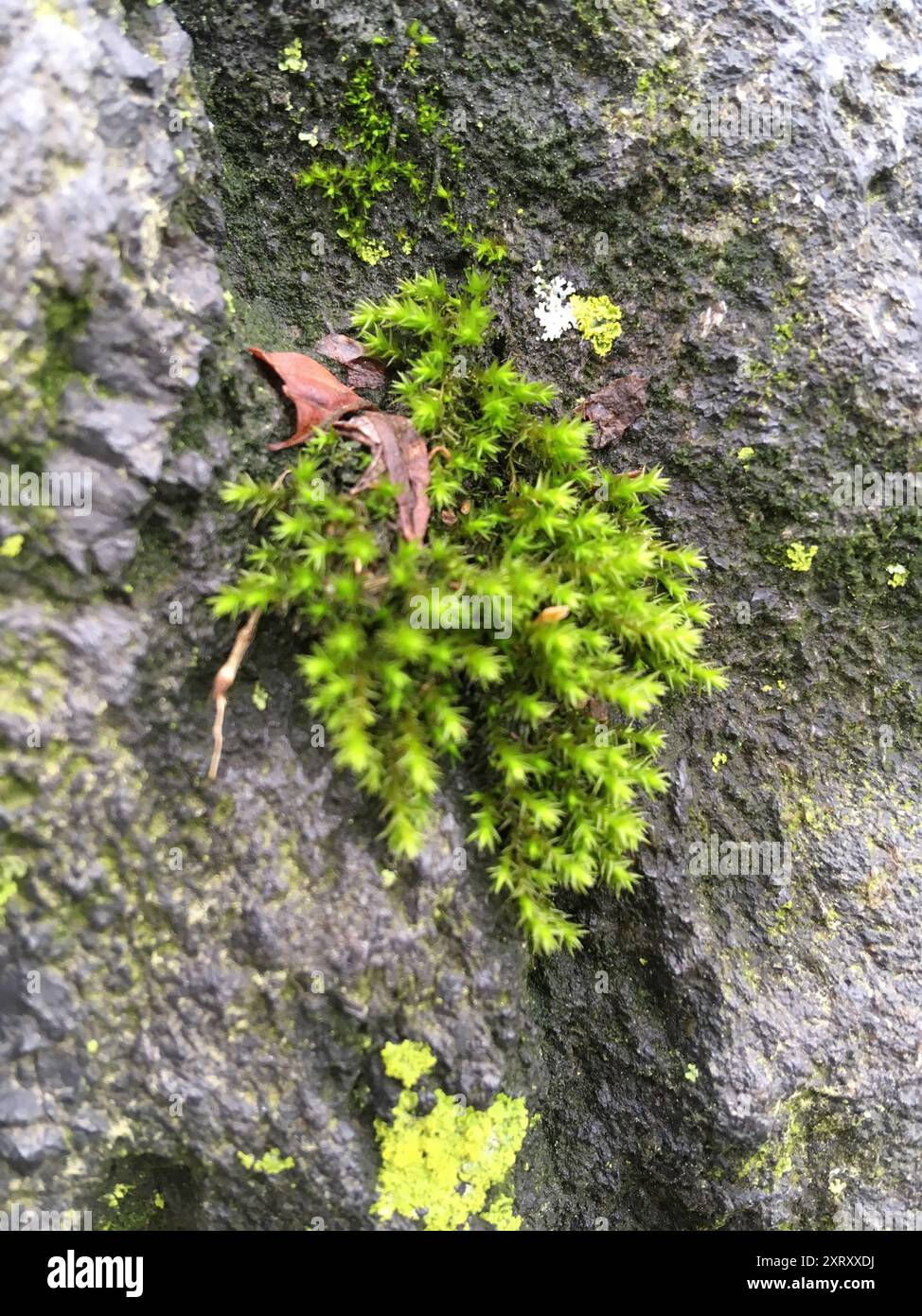 joint-toothed mosses (Bryopsida) Plantae Stock Photo - Alamy