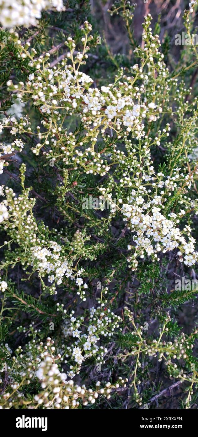chamise (Adenostoma fasciculatum) Plantae Stock Photo - Alamy