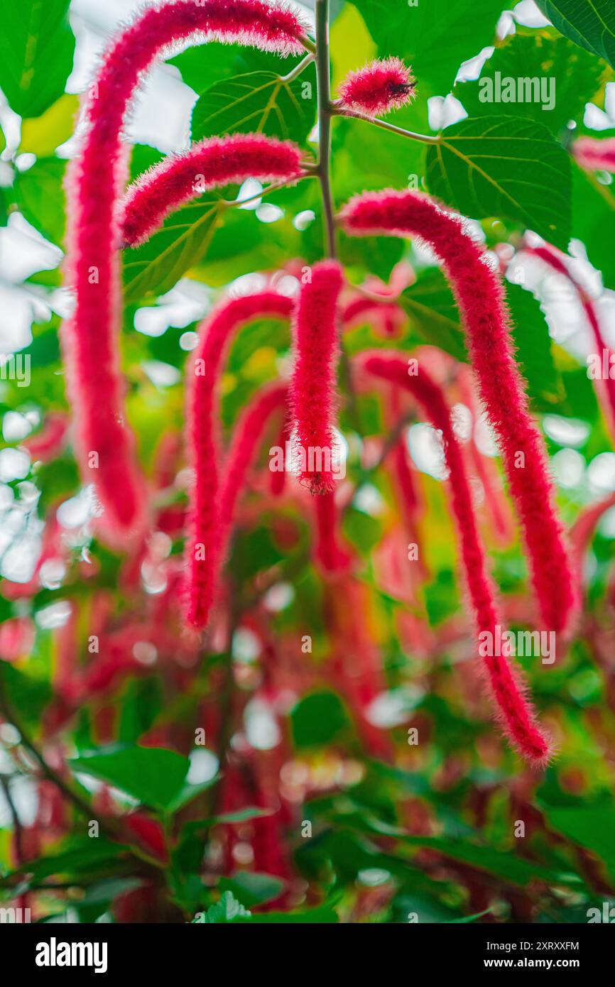 Dreamy Red Chenille Plant Acalypha Hispida Flower in a Greenhouse ...