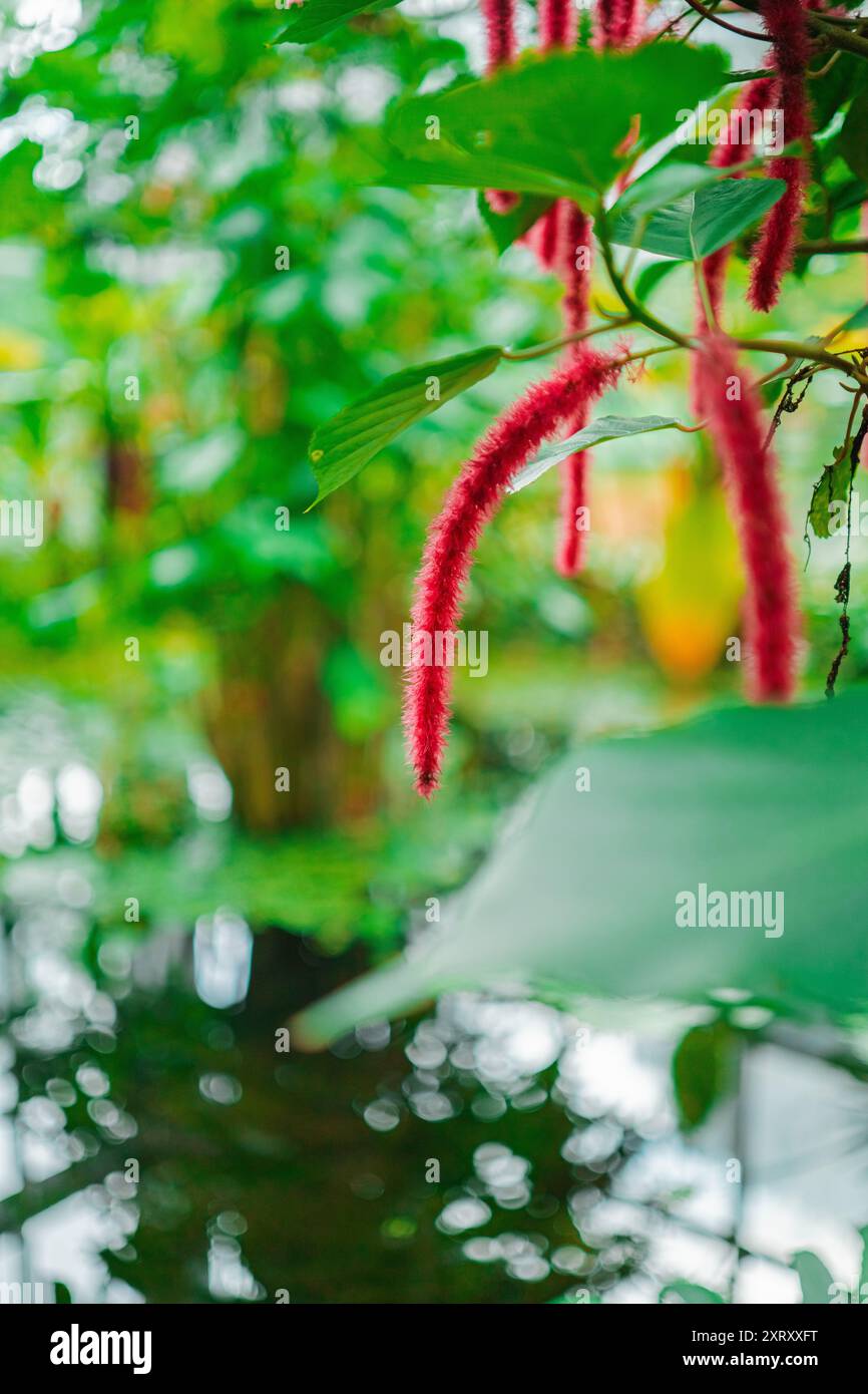 Red Acalypha Hispida Chenille Plant Above A Garden Pond Stock Photo - Alamy