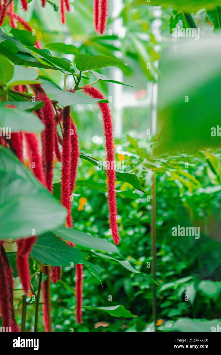 Red Acalypha Hispida Chenille Plant Hanging Down Beautifully Stock ...