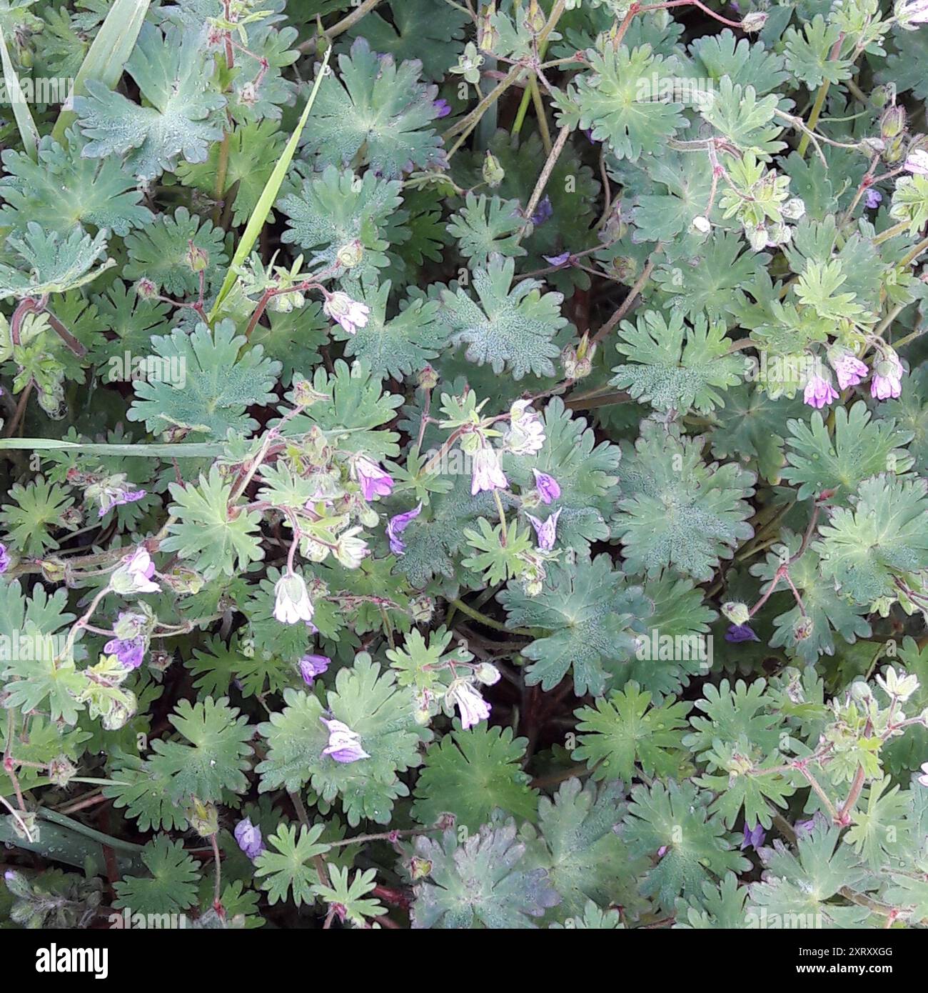 Dove's-foot crane's-bill (Geranium molle) Plantae Stock Photo - Alamy