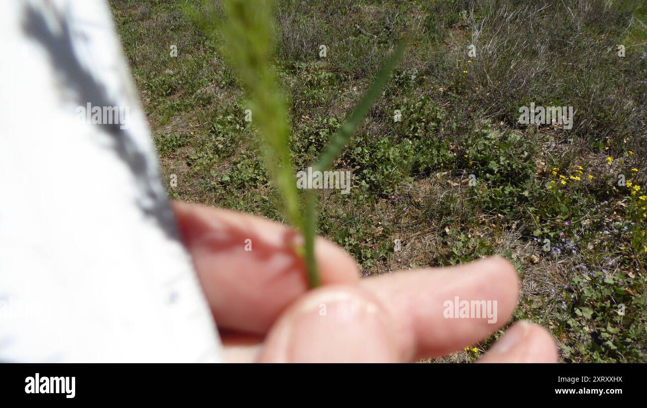 Bulbous Bluegrass (Poa bulbosa) Plantae Stock Photo - Alamy