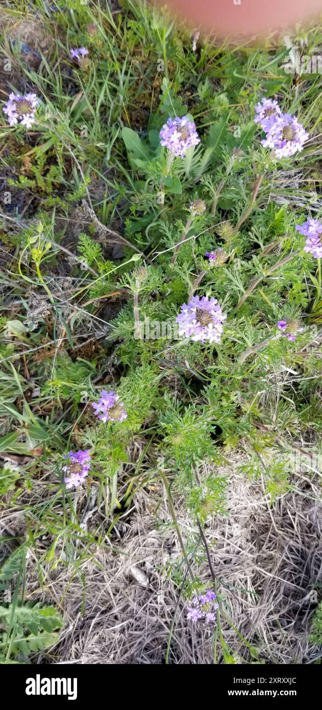 Dakota mock vervain (Glandularia bipinnatifida) Plantae Stock Photo - Alamy