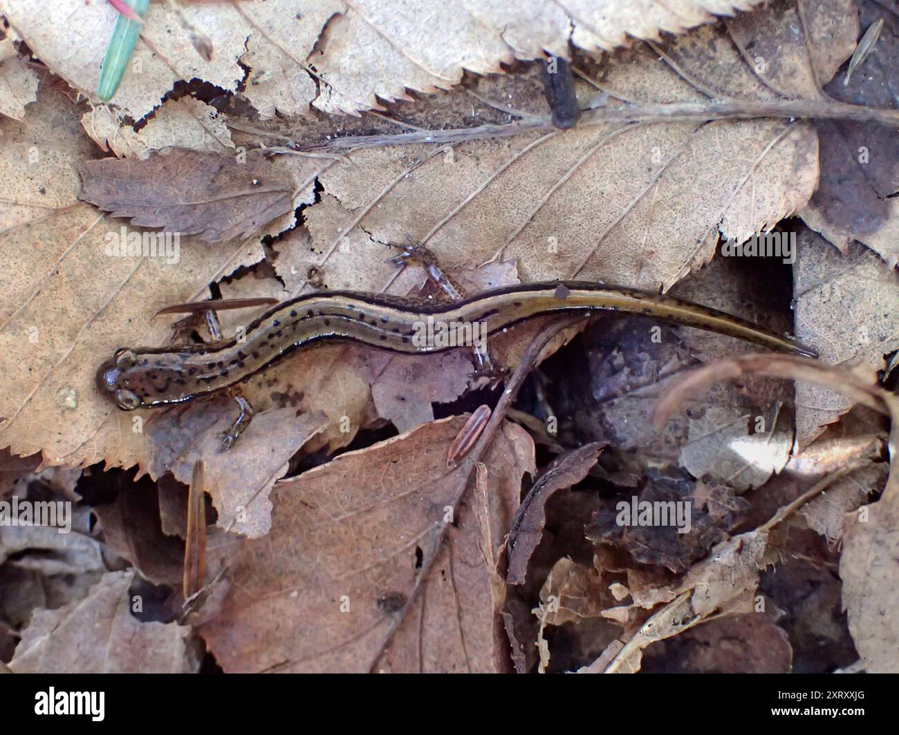 Northern Two-lined Salamander (Eurycea bislineata) Amphibia Stock Photo ...