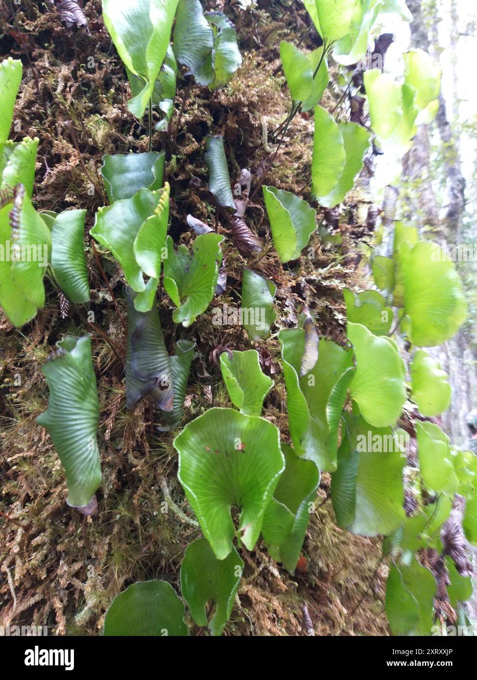 Hymenophyllum nephrophyllum hi-res stock photography and images - Alamy