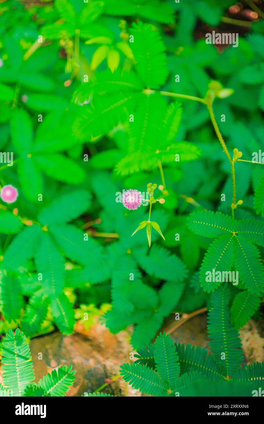 Pink Flower of the Sicklebush Known as Dichrostachys Cinerea in ...