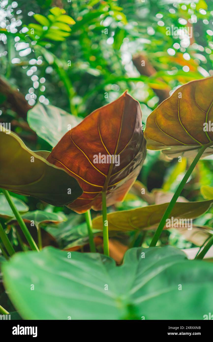 Green Elephant Ear Known as Coloasia Gets Sunlight in a Tropical ...