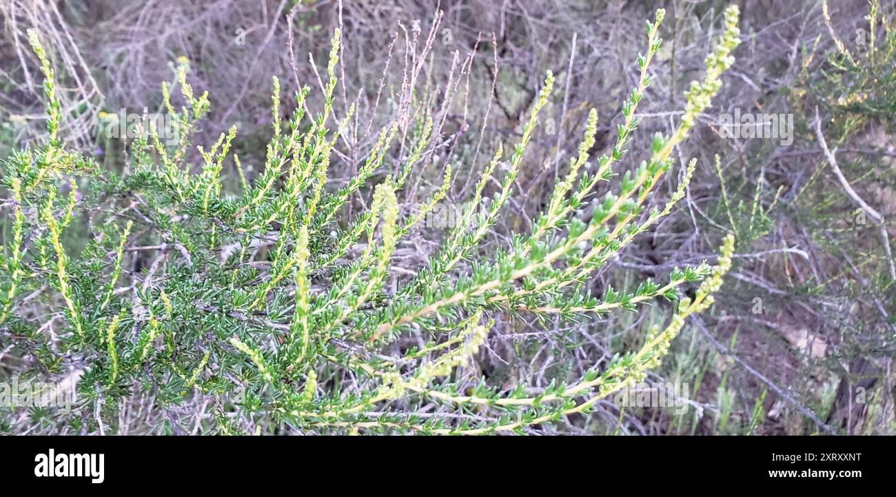 chamise (Adenostoma fasciculatum) Plantae Stock Photo - Alamy