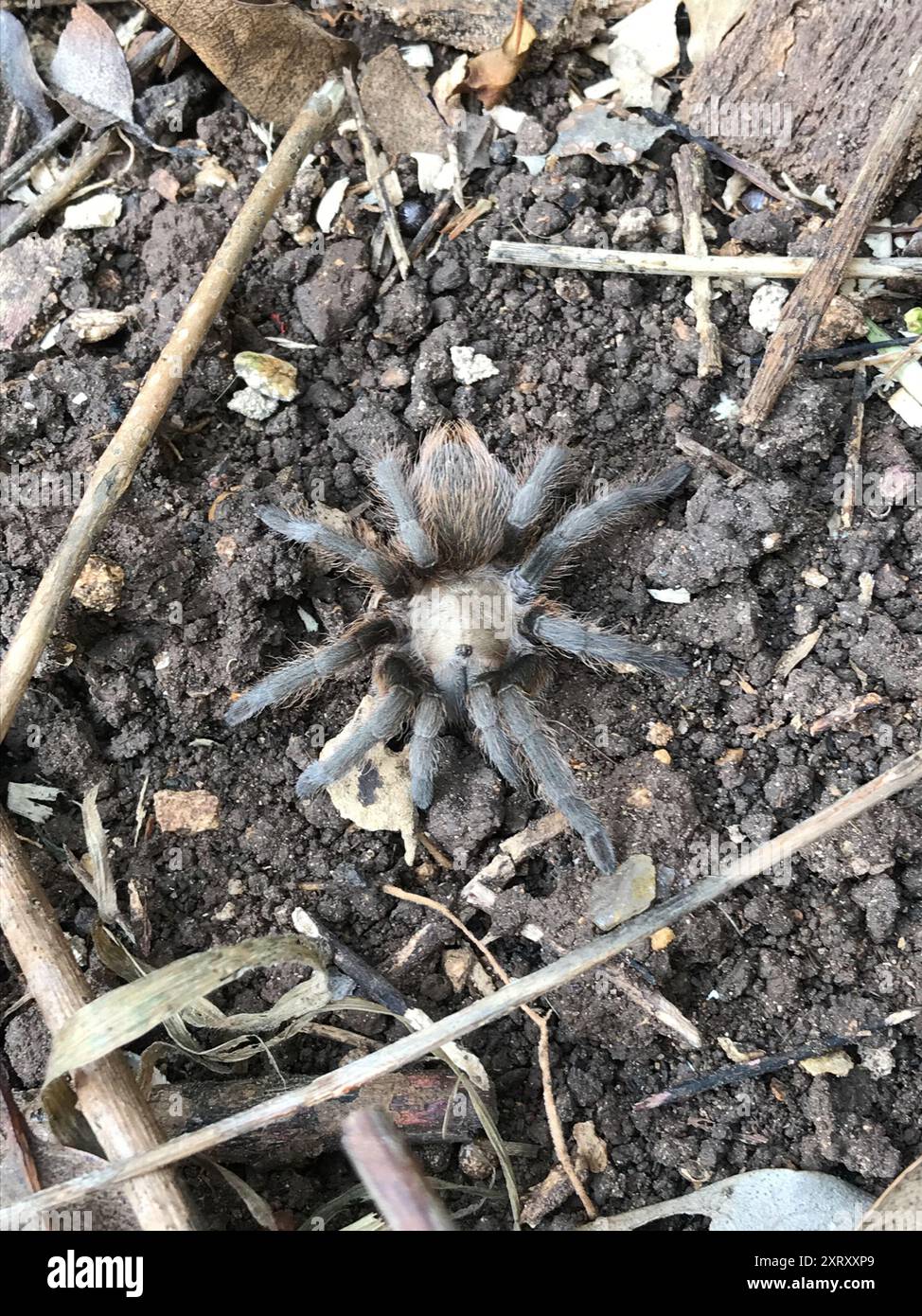 Texas Brown Tarantula (Aphonopelma hentzi) Arachnida Stock Photo - Alamy
