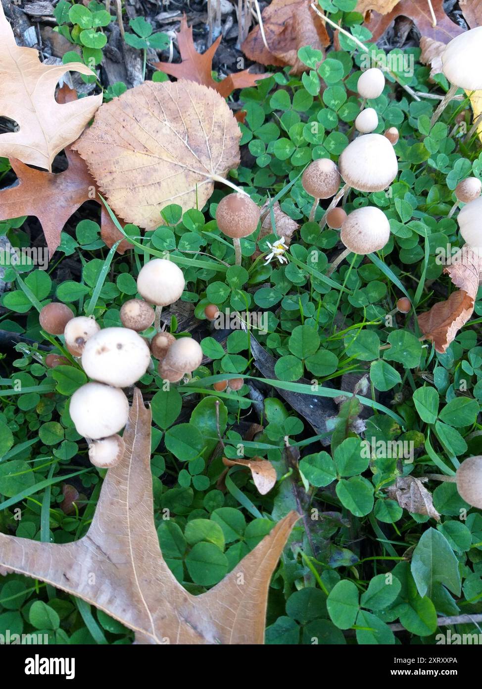 Brittlestems (Psathyrella) Fungi Stock Photo - Alamy