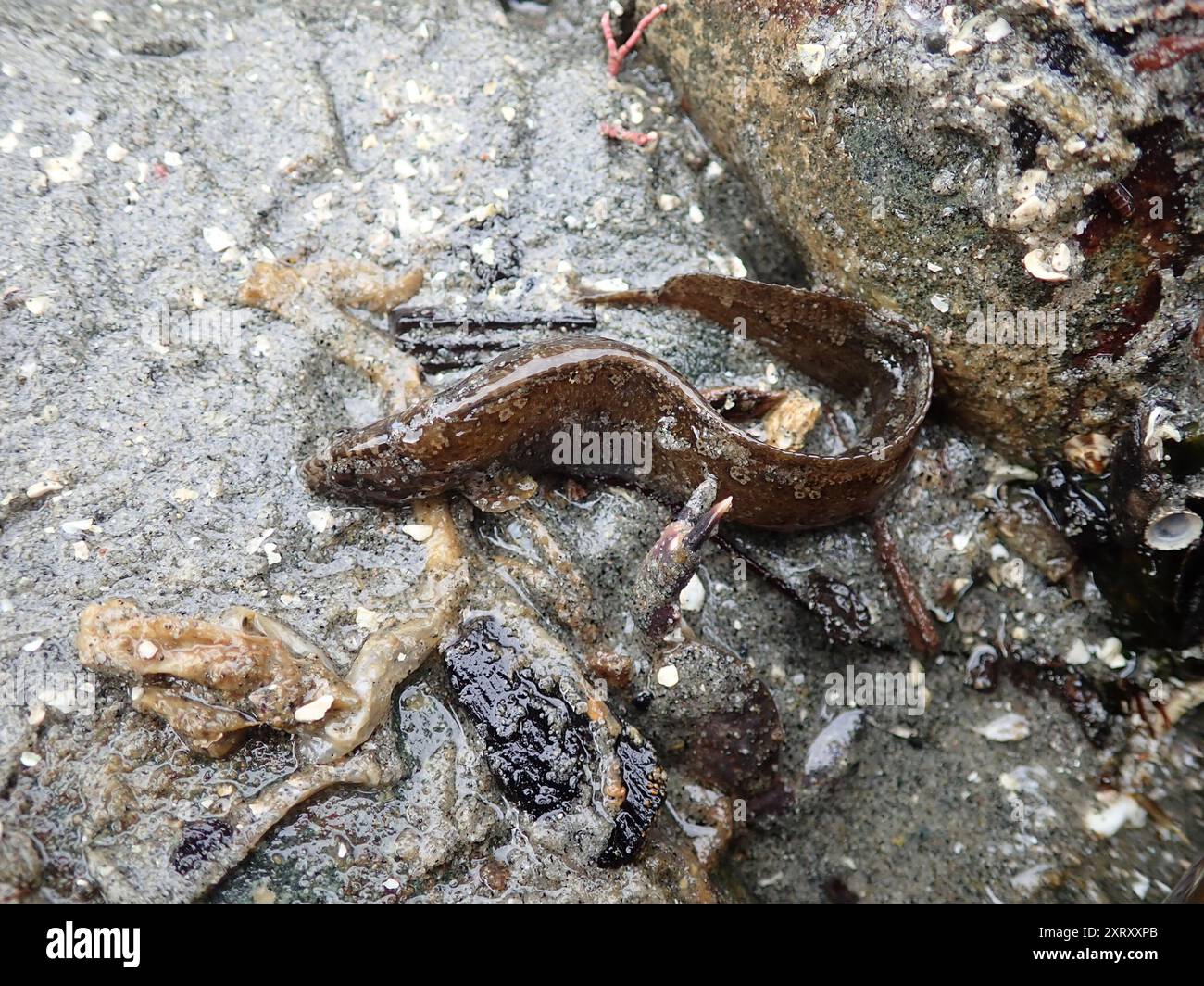 High Cockscomb (Anoplarchus purpurescens) Actinopterygii Stock Photo ...