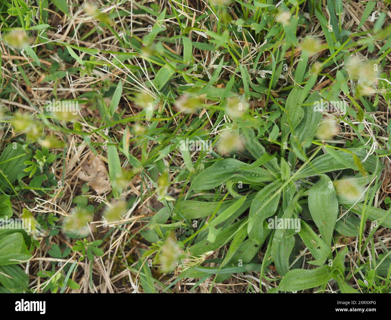 sweet vernal grass (Anthoxanthum odoratum) Plantae Stock Photo - Alamy