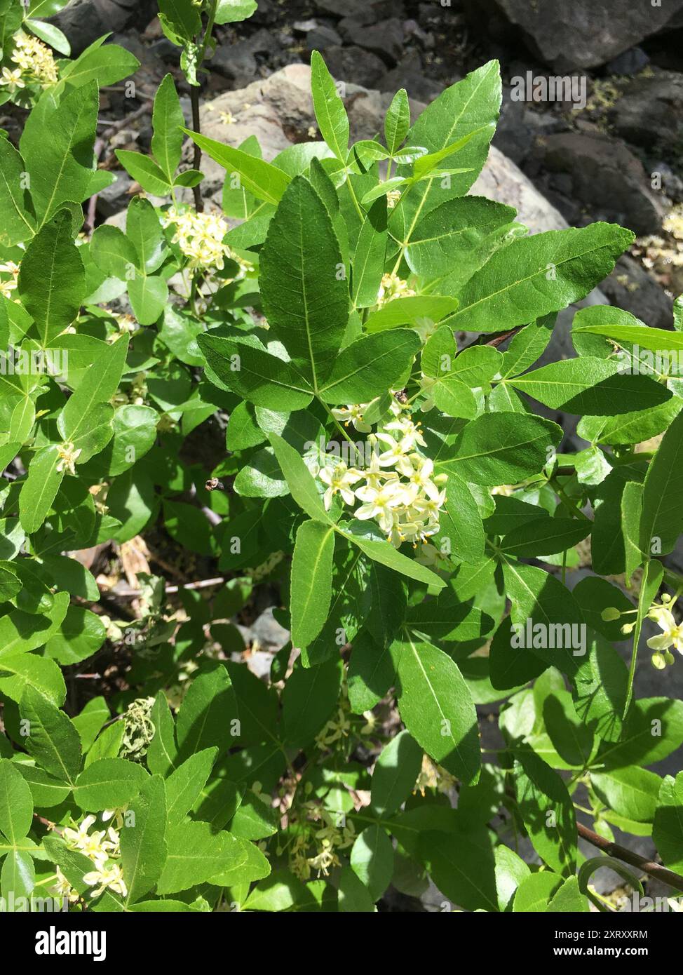 Western Hoptree (Ptelea crenulata) Plantae Stock Photo - Alamy