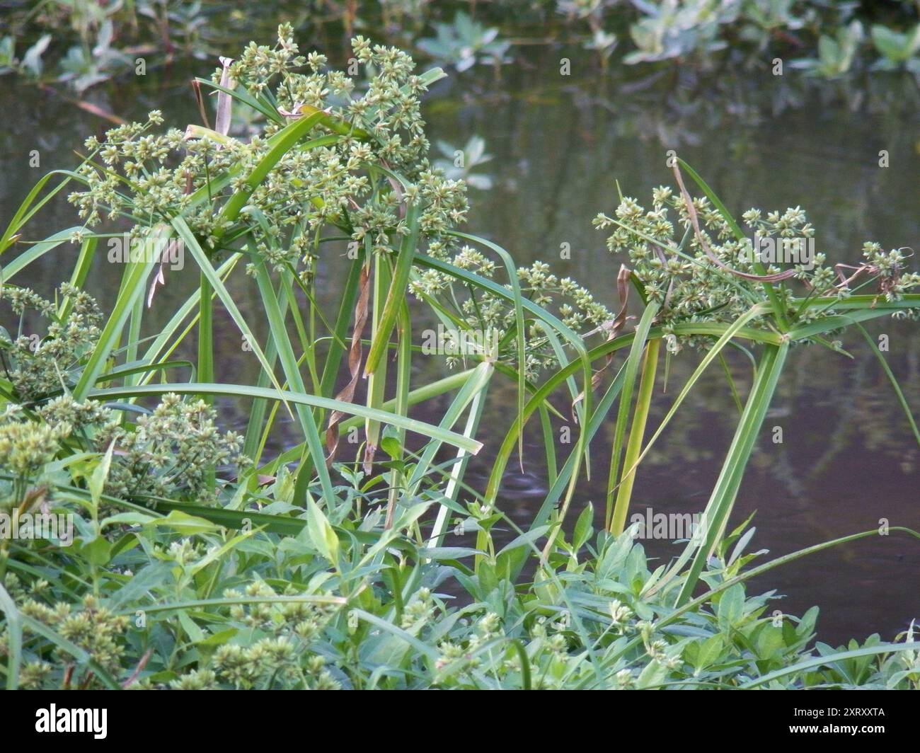 Green Flatsedge (Cyperus virens) Plantae Stock Photo - Alamy
