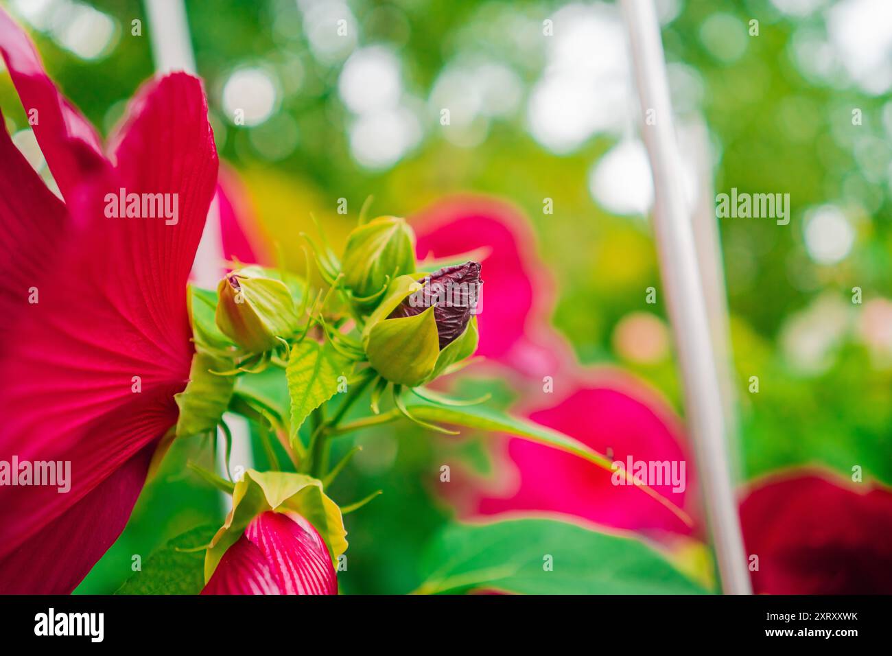 Purple Red Hibiscus Moscheutos Flower Bud Before Blossom in a Green ...