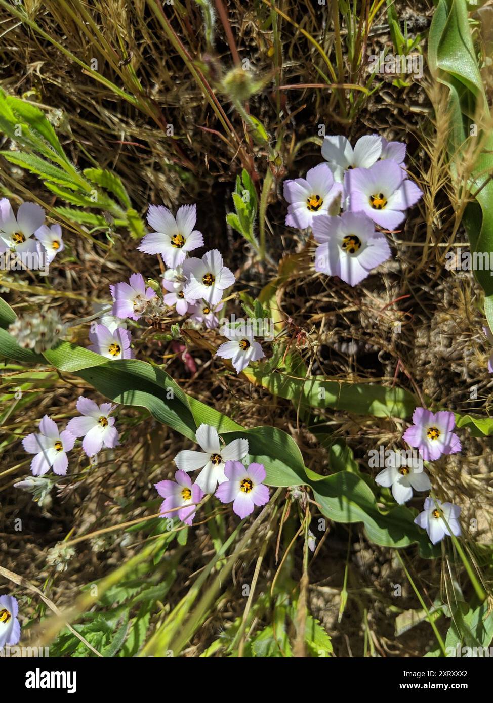 Linanthus dianthiflorus hi-res stock photography and images - Alamy