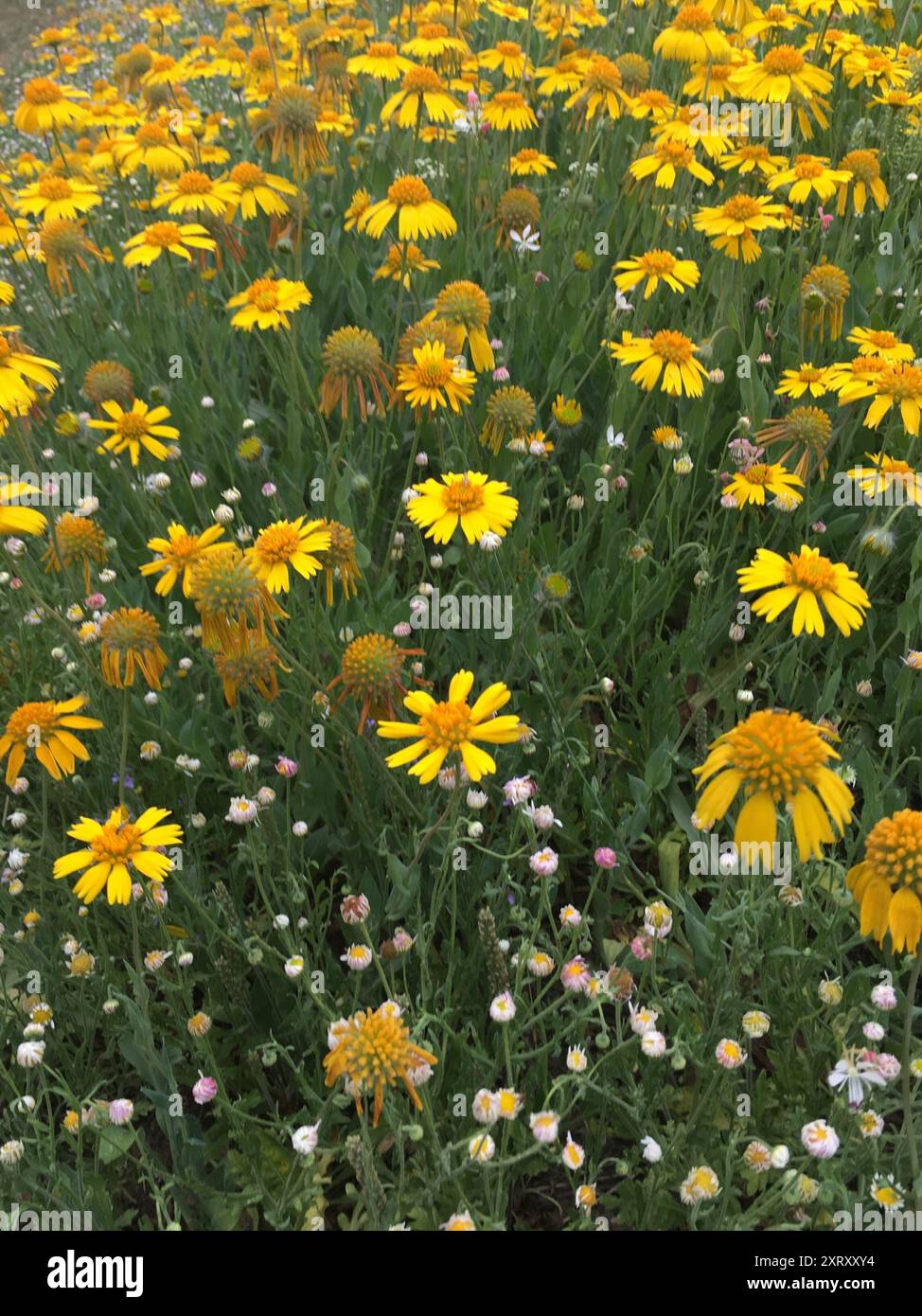 Huisache Daisy (Amblyolepis setigera) Plantae Stock Photo - Alamy