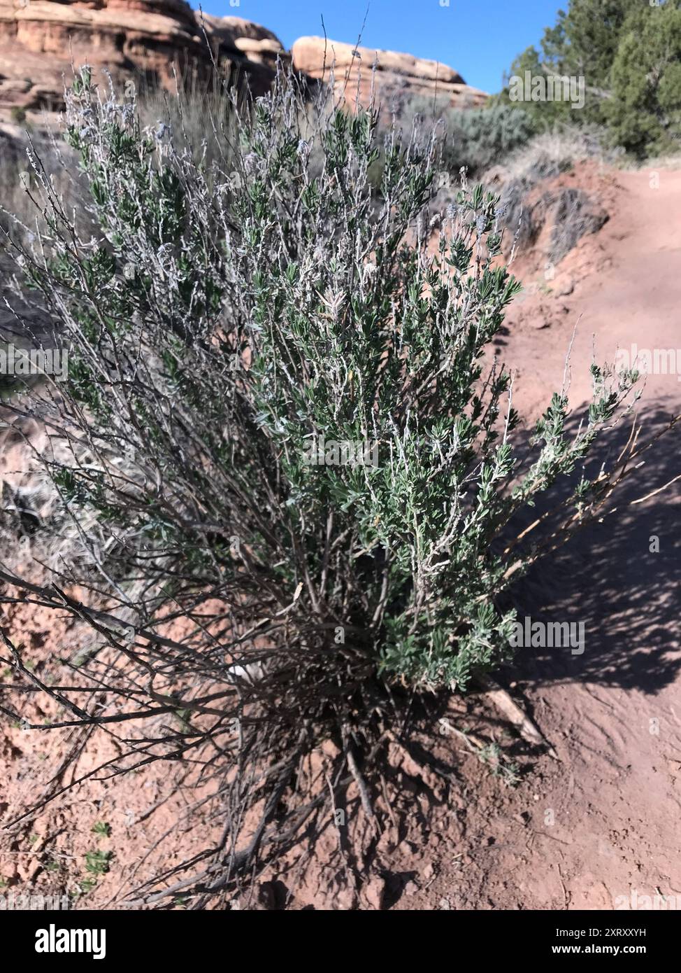 Winterfat (Krascheninnikovia lanata) Plantae Stock Photo - Alamy