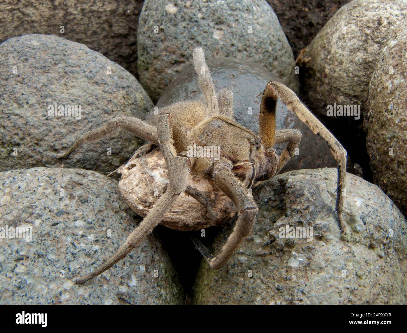 (Phoneutria depilata) Arachnida Stock Photo - Alamy