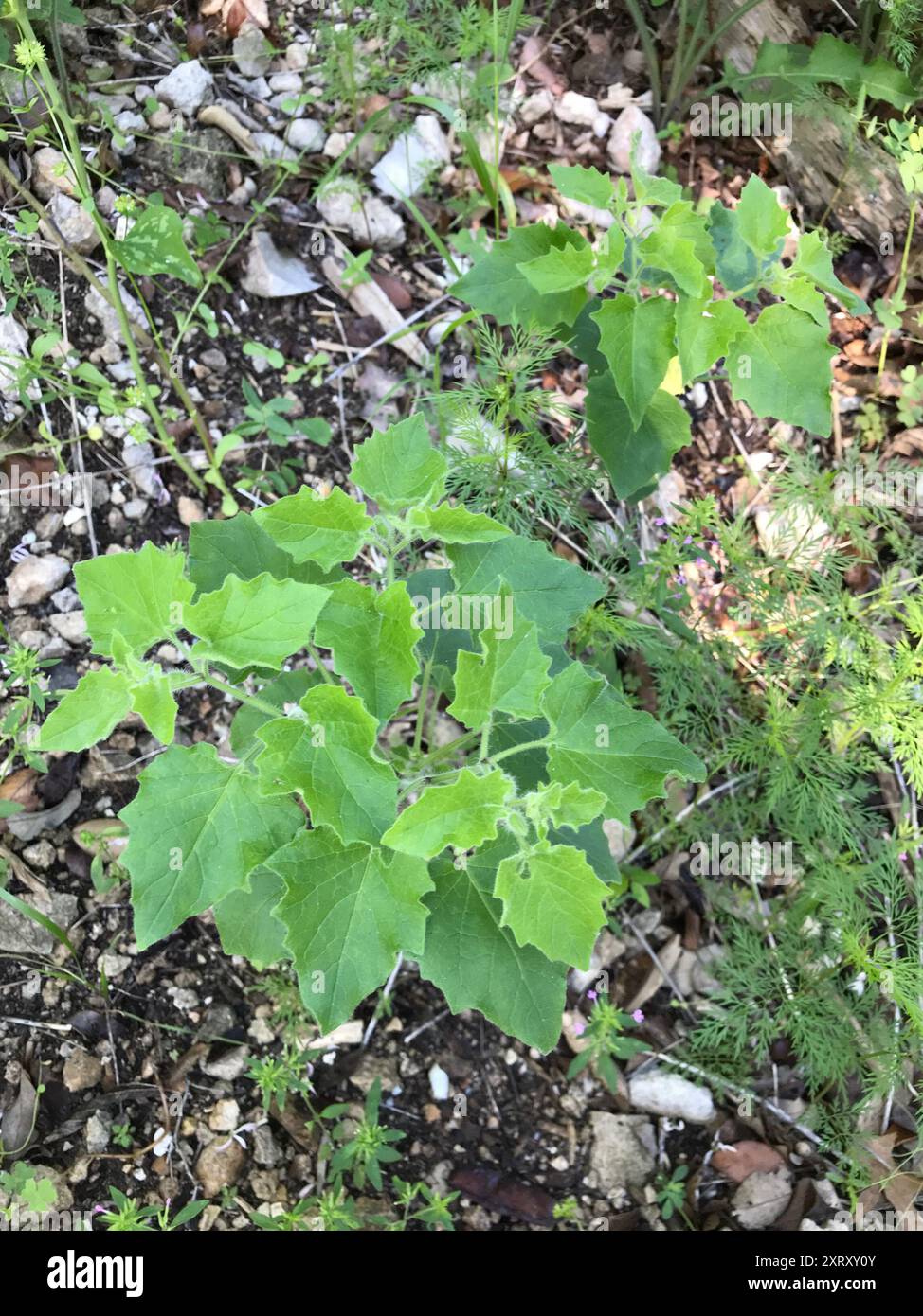 clammy groundcherry (Physalis heterophylla) Plantae Stock Photo - Alamy