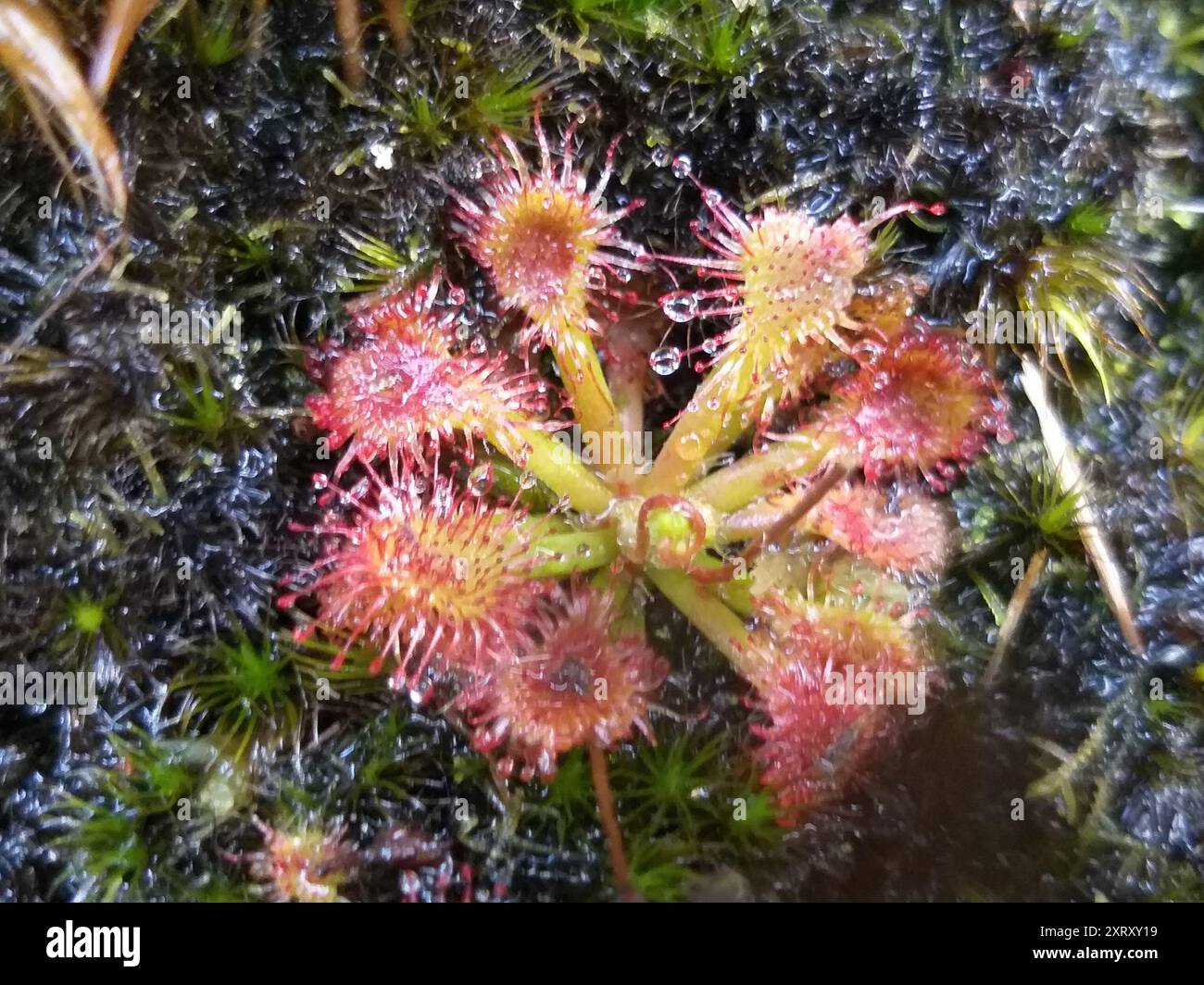 Rosy Sundew (Drosera spatulata) Plantae Stock Photo - Alamy