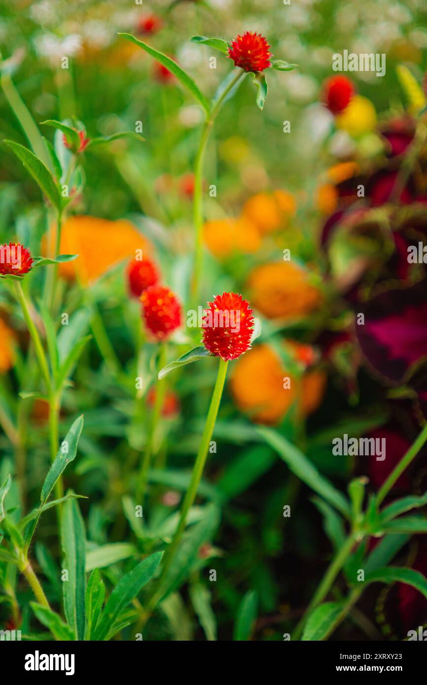 Red Oleus Scutellarioides Plant Growing in a Garden During Spring Time ...