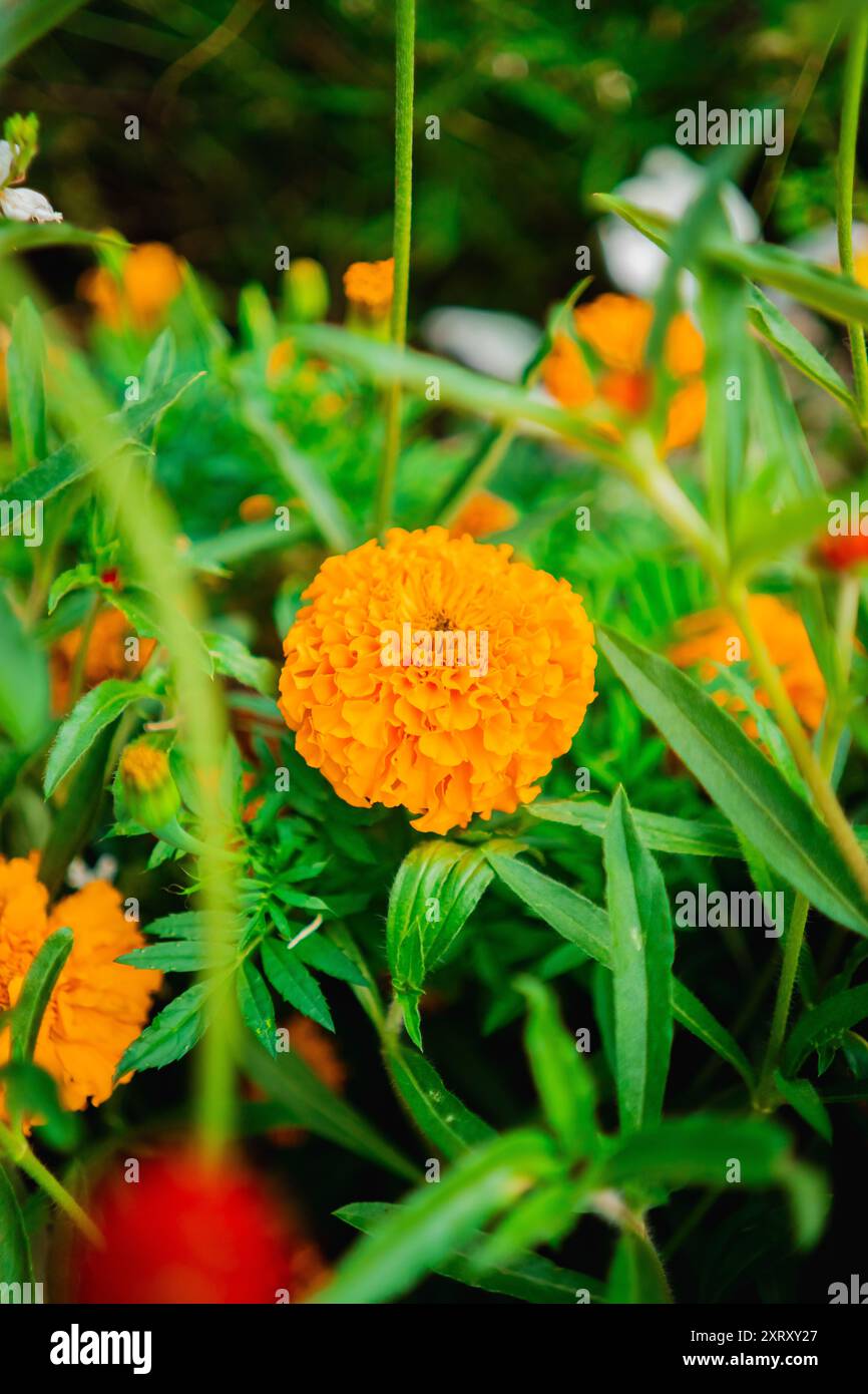 Orange Aztec Marigold Flower Blossom known as Tagetes Erecta Growing in ...