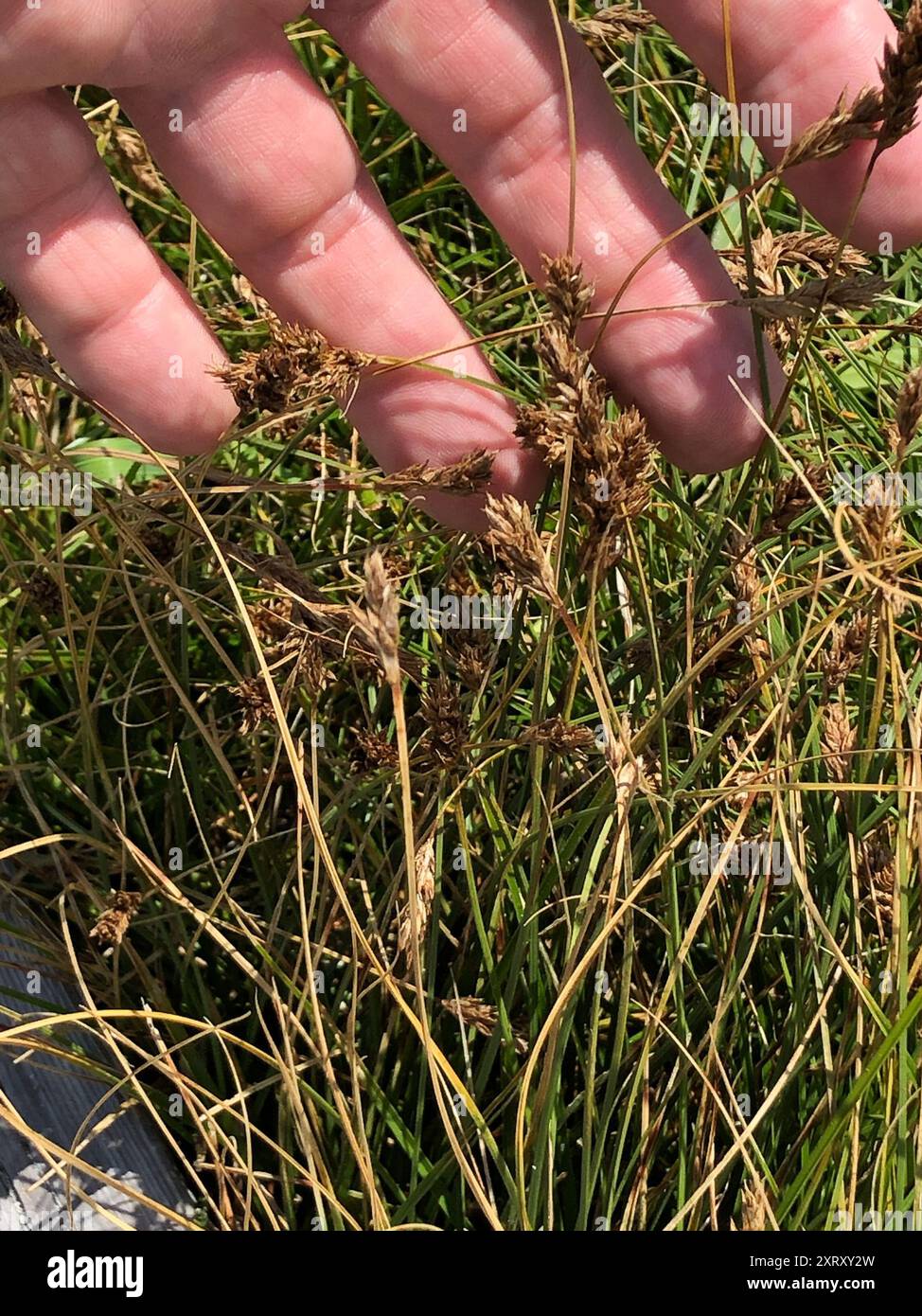 grasses, sedges, cattails, and allies (Poales) Plantae Stock Photo - Alamy