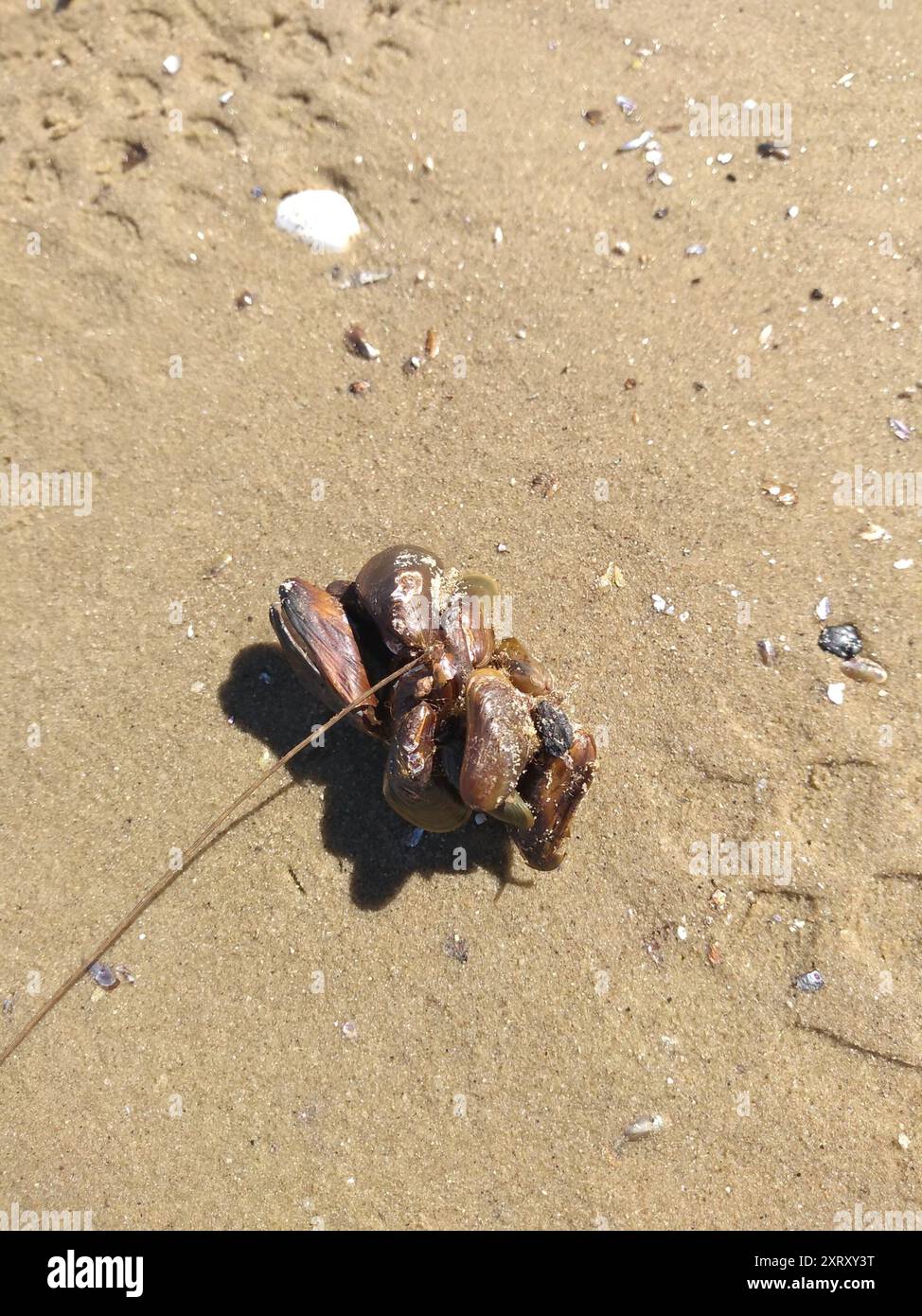 Golden Mussel (Limnoperna fortunei) Mollusca Stock Photo - Alamy