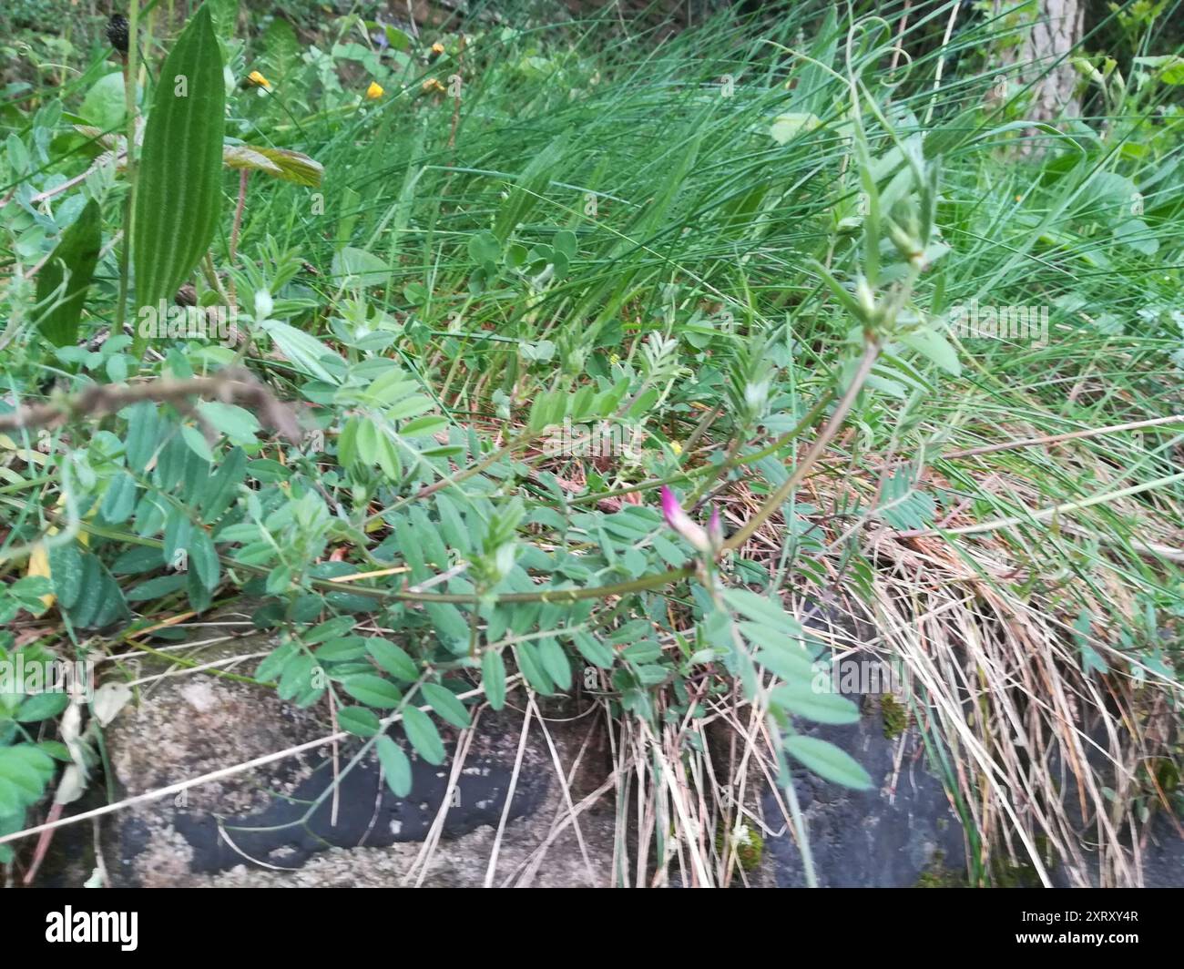 Vetches (Vicia) Plantae Stock Photo - Alamy