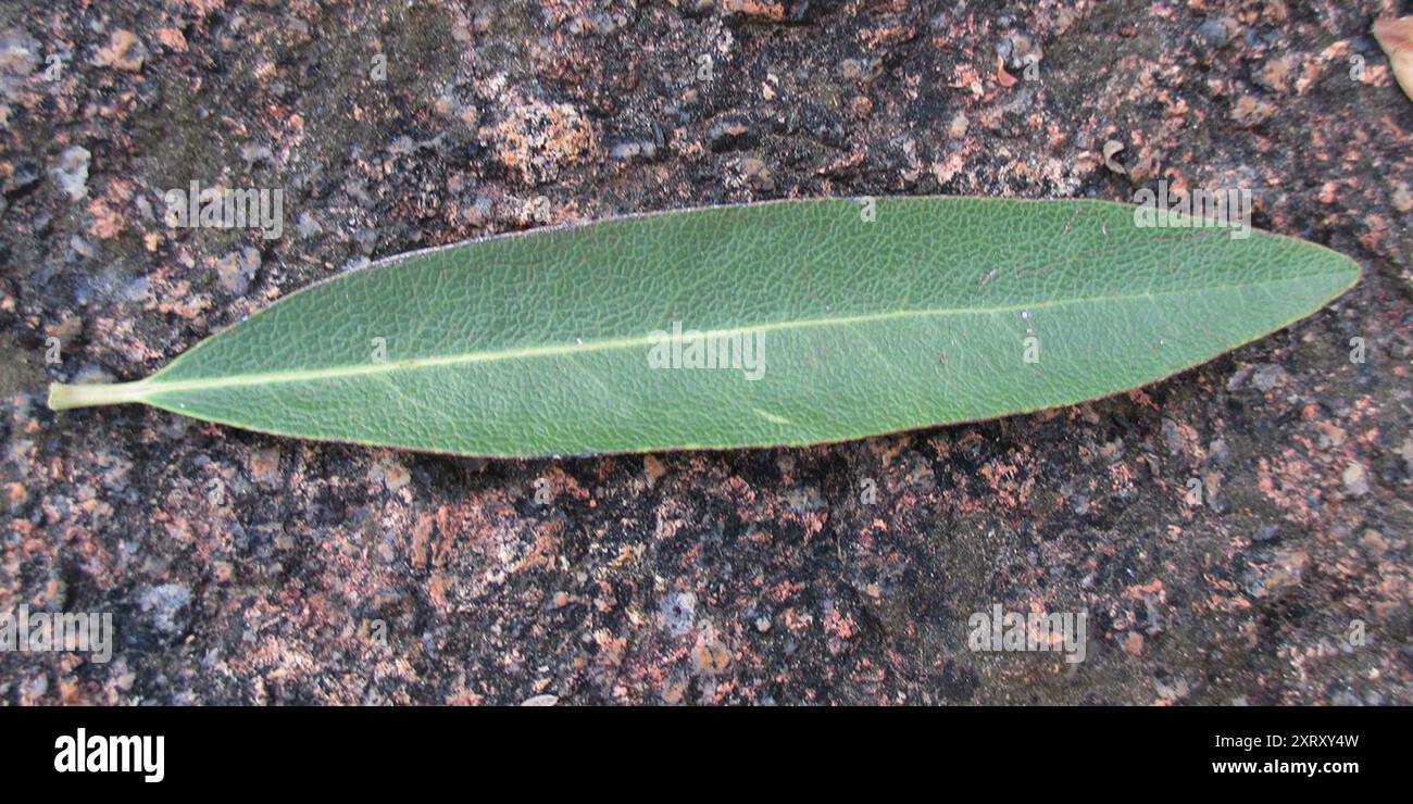 Bushveld Hairy Guarri (Euclea natalensis angustifolia) Plantae Stock ...